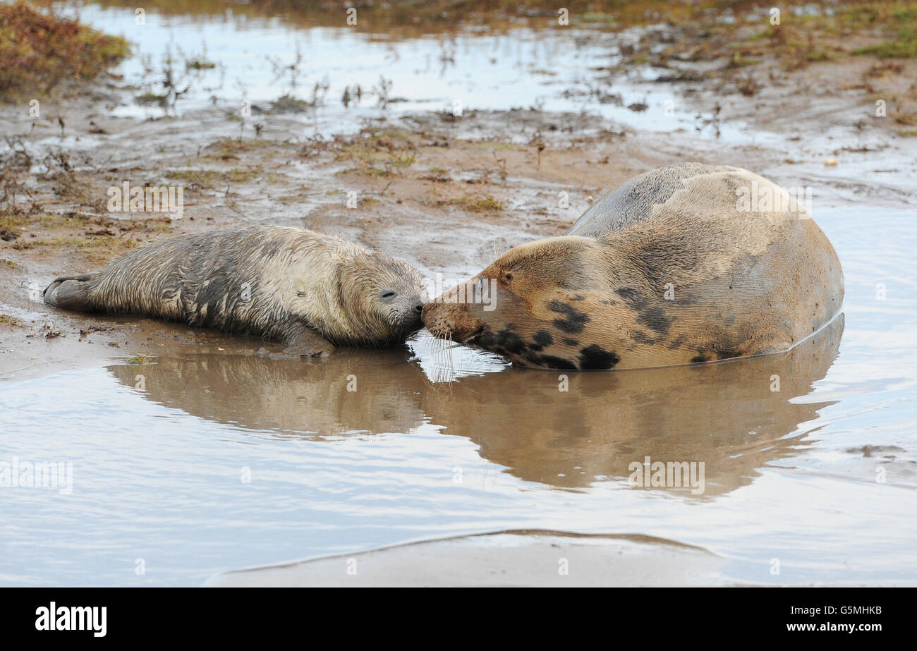 A female grey seal and her pup play in a muddy inlet at Donna Nook ...