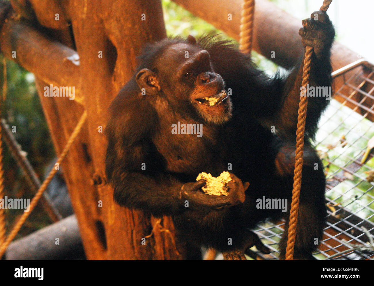 Chimpanzee birthday hi-res stock photography and images - Alamy