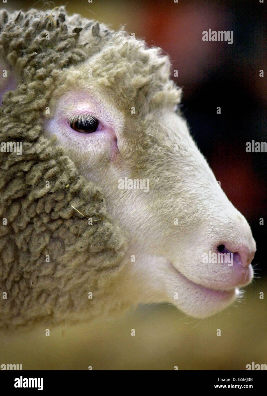 Dolly the sheep Stock Photo - Alamy