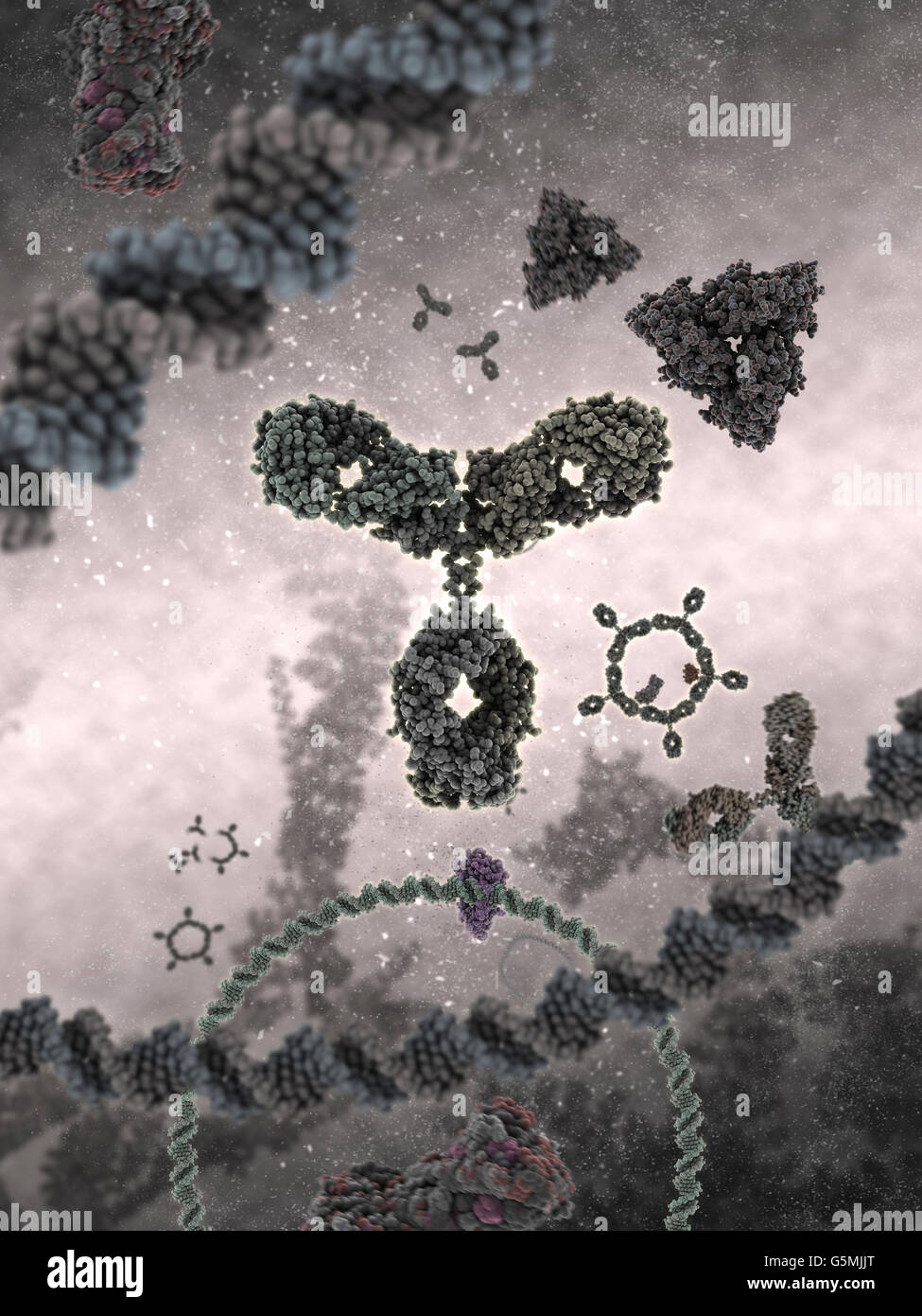 Antibody a.k.a. Immunoglobulin G (IgG) is a Y-shaped protein and part ...