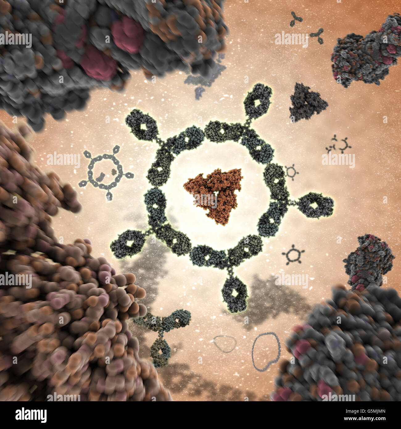 Cluster of antibodies. Antibody a.k.a. Immunoglobulin G (IgG) is a Y ...