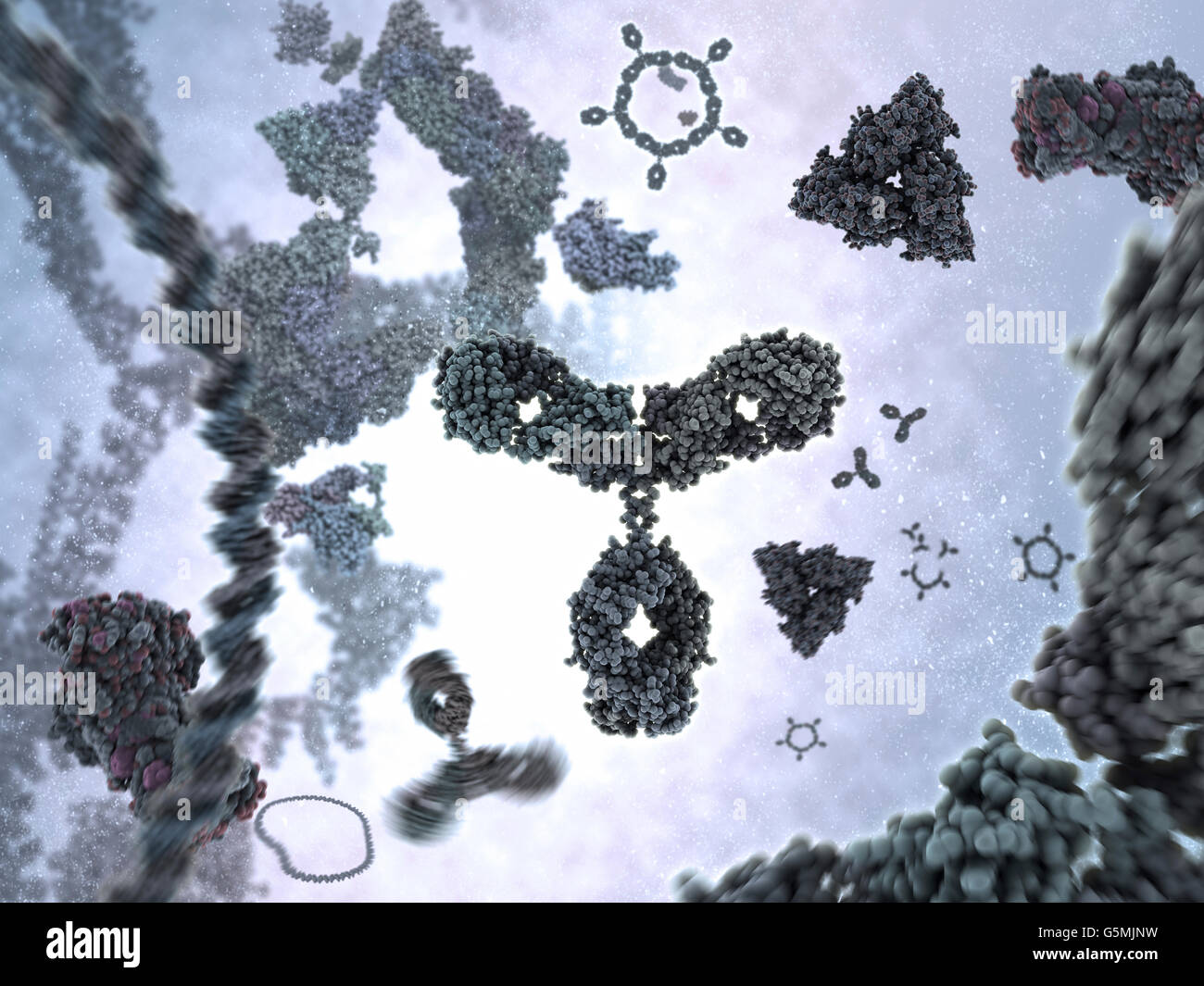 Antibody a.k.a. Immunoglobulin G (IgG) is a Y-shaped protein and part ...