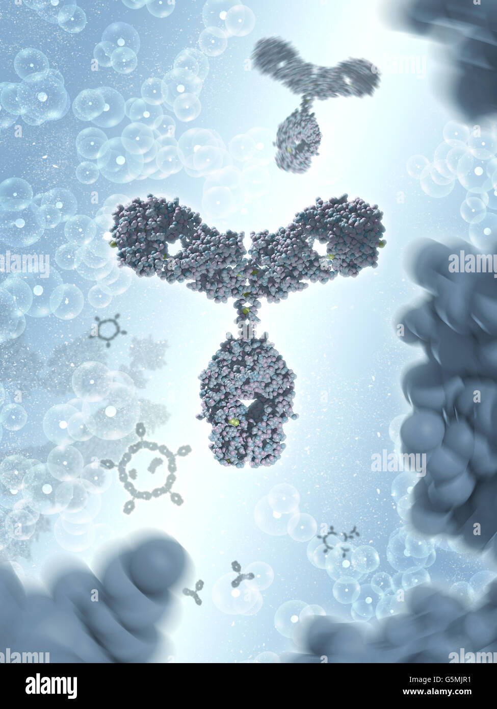 Antibody a.k.a. Immunoglobulin G (IgG) is a Y-shaped protein and part ...