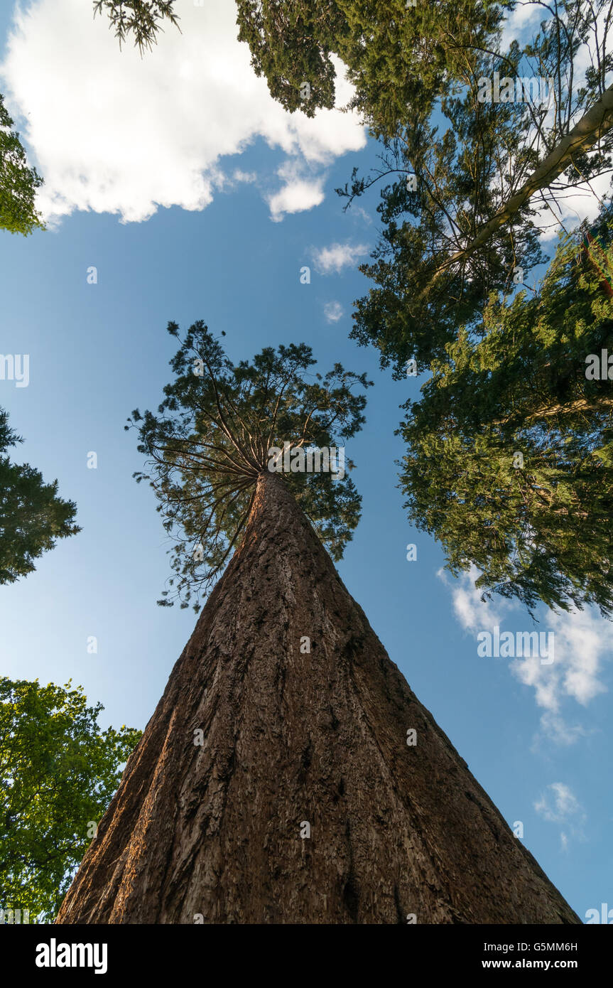 Looking up a tall tree Stock Photo - Alamy