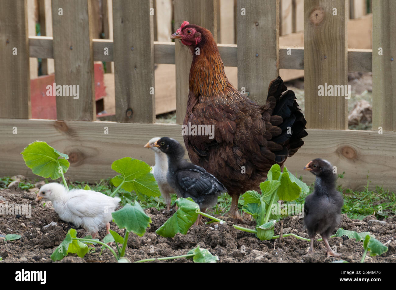 Mother hen and her baby chicks Stock Photo - Alamy