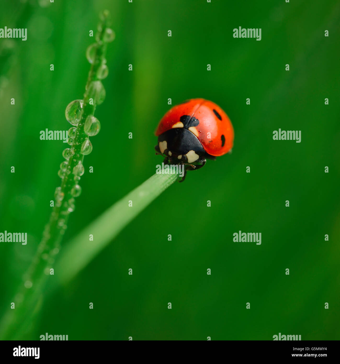 Ladybug (Ladybird) Crawling on Green Grass with Rain Drops Stock Photo ...