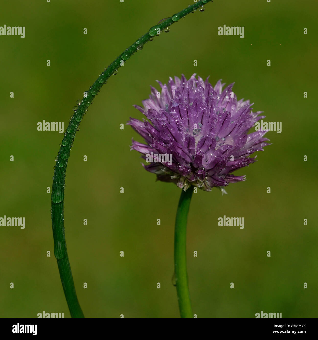 Chive herb flowers on beautiful blur background Stock Photo - Alamy