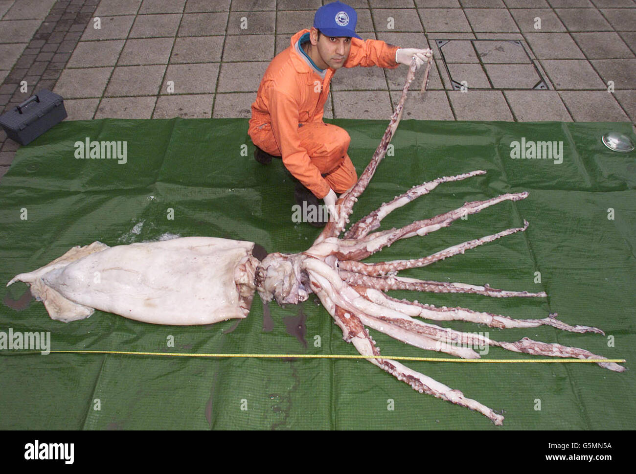 Rare giant squid hi-res stock photography and images - Alamy