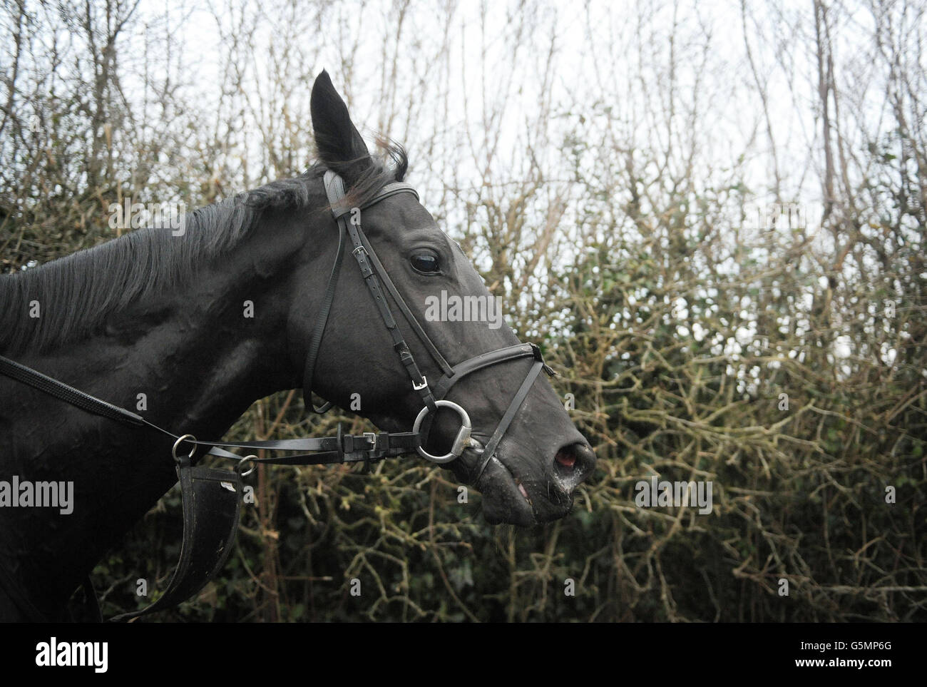 Sanctuaire at paul nicholls at manor farm stables in ditcheat hi-res ...