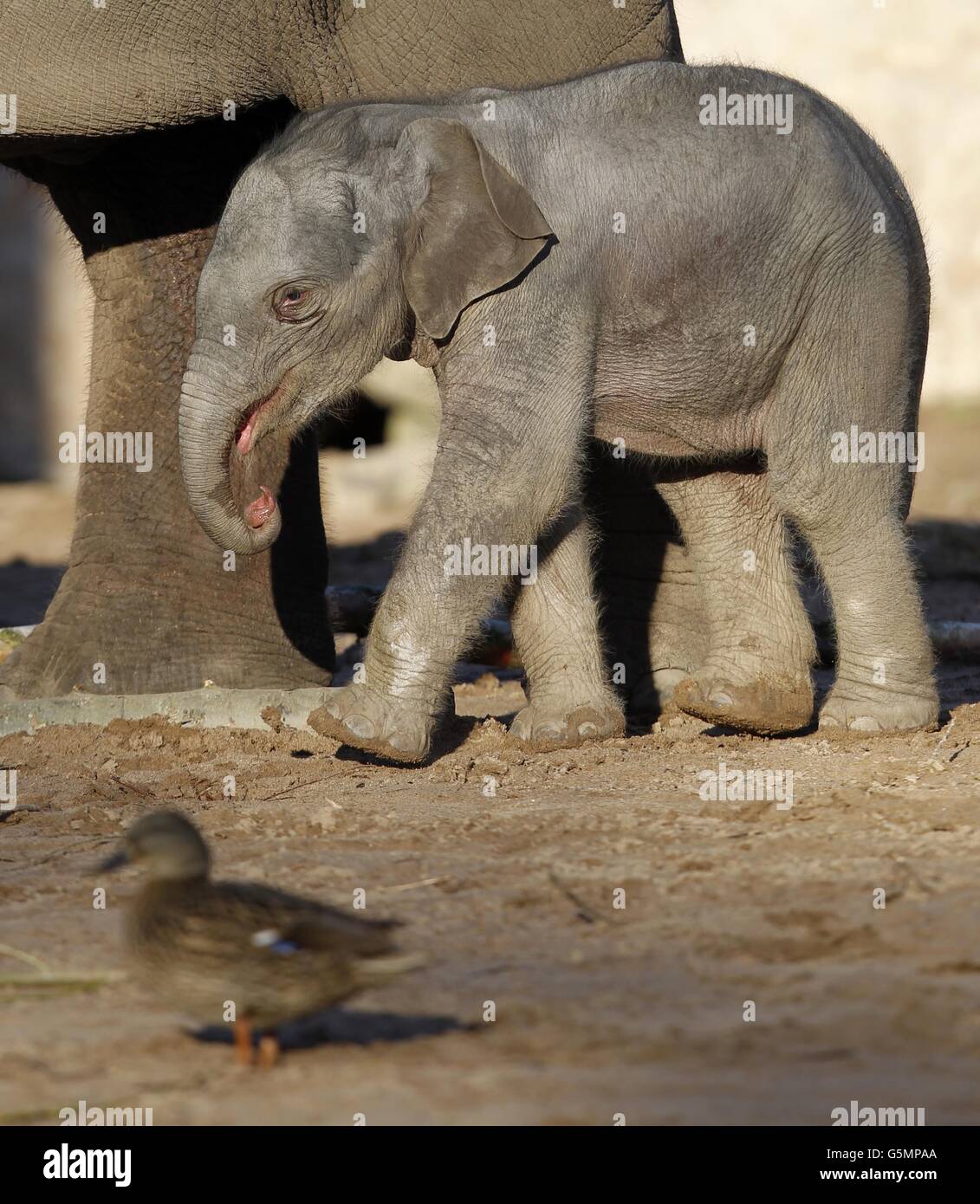 The three day old Asian Elephant born at Chester zoo takes a walk ...