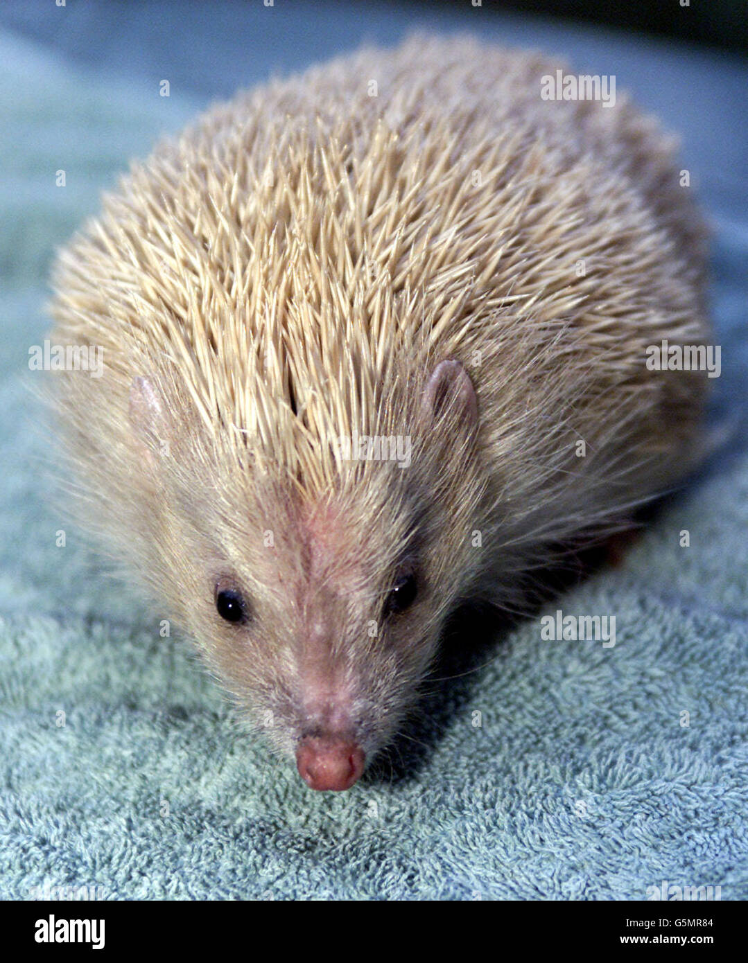 The hedgehog in the hall hi-res stock photography and images - Alamy