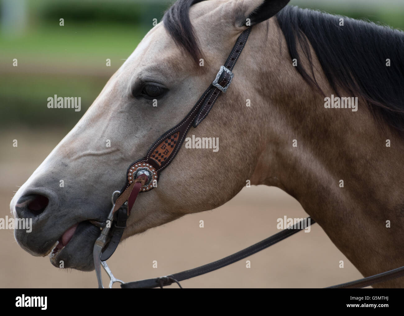 Tan Horse Left Profile with dark mane Stock Photo - Alamy