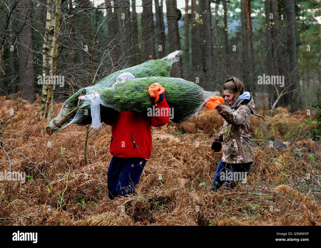 Customers buy Christmas trees at the launch of the Christmas tree sale ...