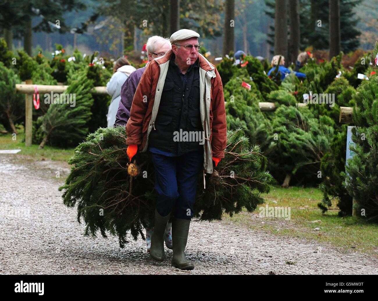 Customers buy Christmas trees at the launch of the Christmas tree sale ...
