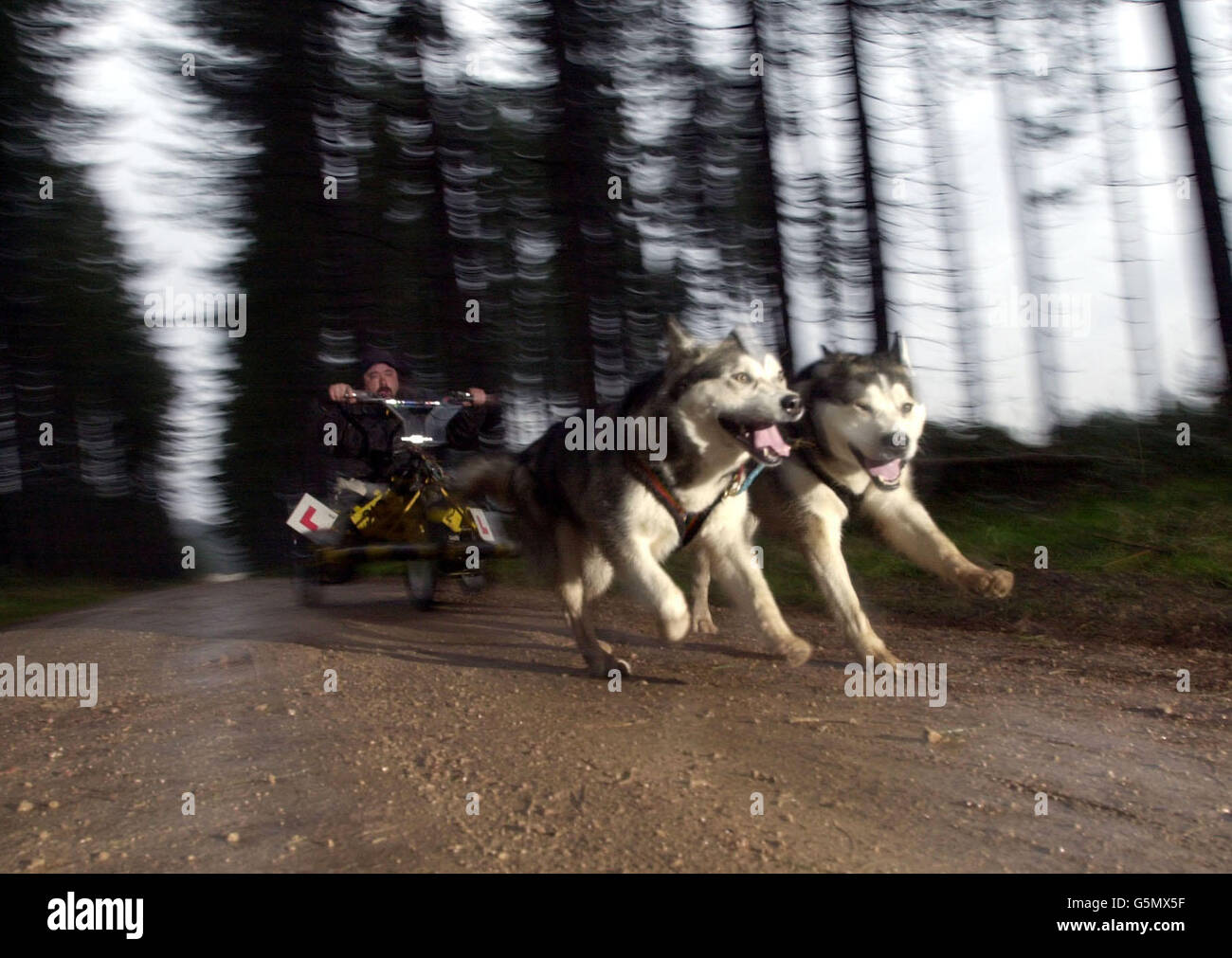 Sled Racing in Nottinghamshire Stock Photo - Alamy