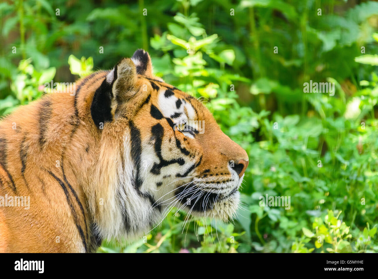 Wild Young Tiger (Panthera Tigris) Portrait Stock Photo - Alamy