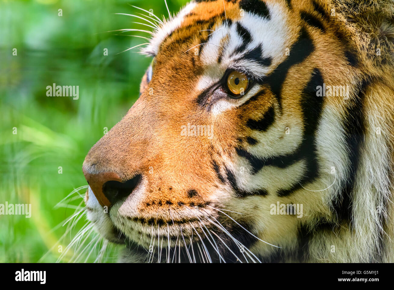 Wild Young Tiger (Panthera Tigris) Portrait Stock Photo - Alamy