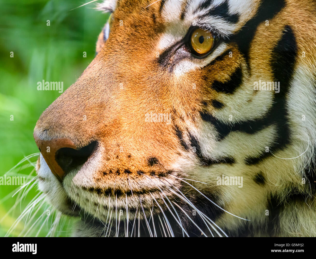 Wild Young Tiger (Panthera Tigris) Portrait Stock Photo - Alamy