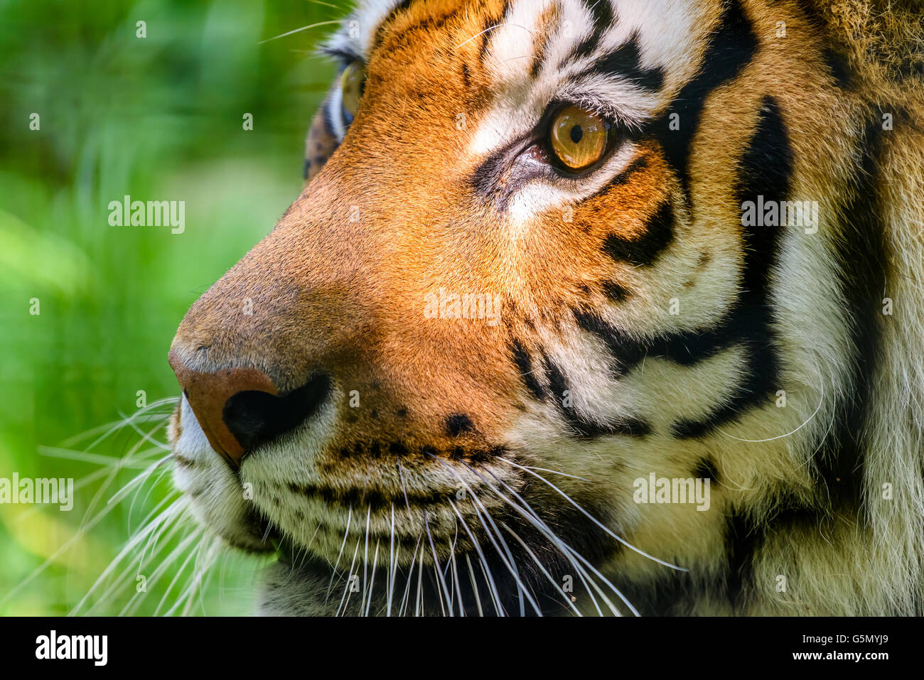 Wild Young Tiger (Panthera Tigris) Portrait Stock Photo - Alamy