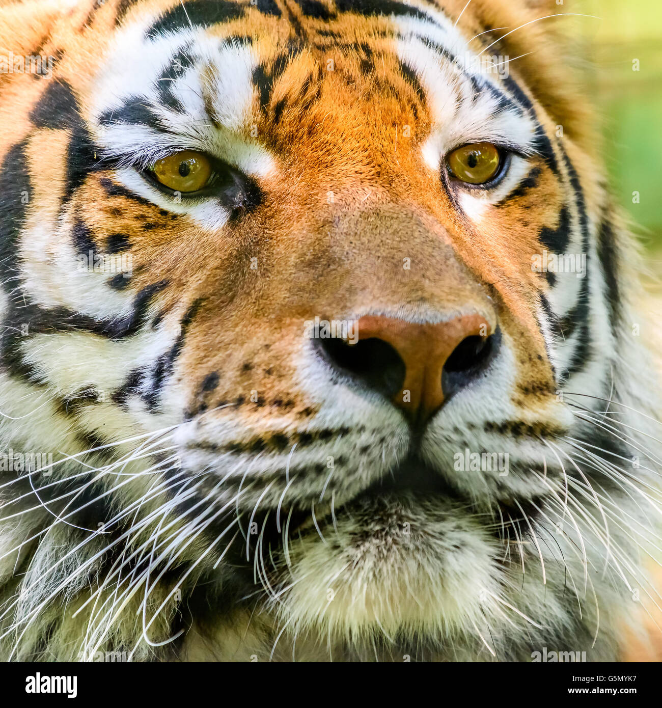 Wild Young Tiger (Panthera Tigris) Portrait Stock Photo - Alamy