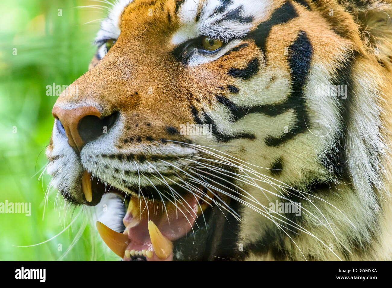 Wild Young Tiger (Panthera Tigris) Portrait Stock Photo - Alamy
