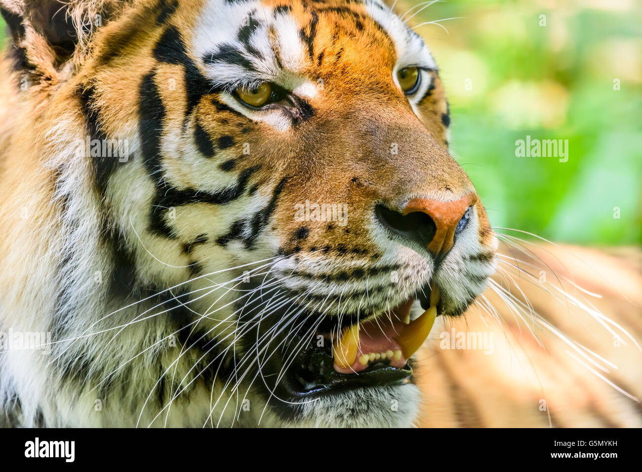 Wild Young Tiger (Panthera Tigris) Portrait Stock Photo - Alamy