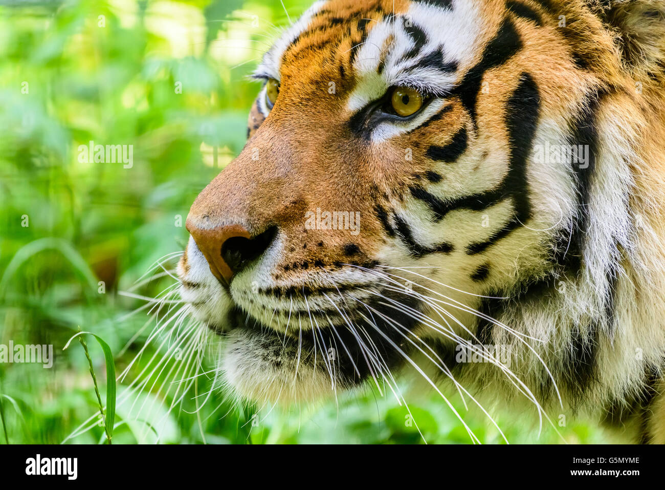 Wild Young Tiger (Panthera Tigris) Portrait Stock Photo - Alamy