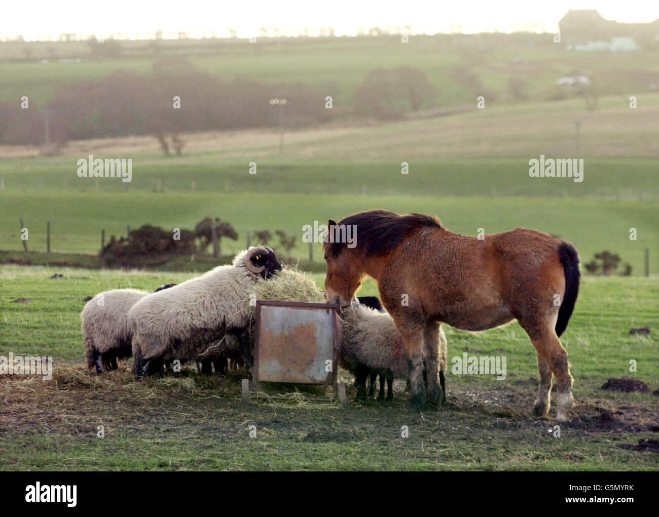 CHRISTMAS Farm animals Stock Photo - Alamy