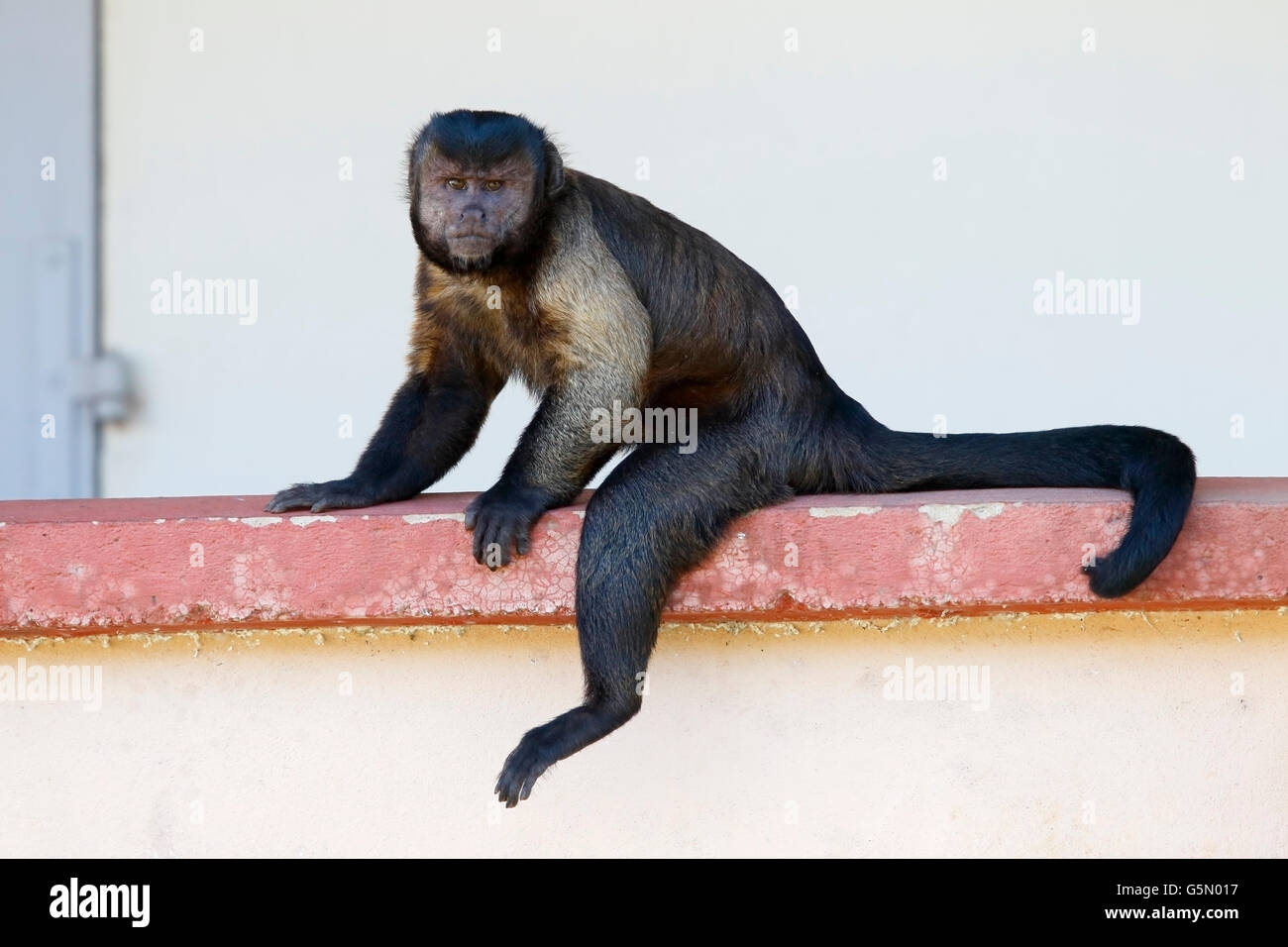 brown capuchin monkey (Cebus apella) adult sitting on wall and resting ...