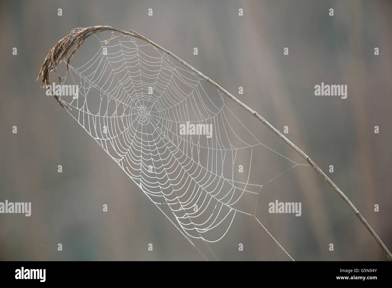 Atmospheric spiders web hi-res stock photography and images - Alamy