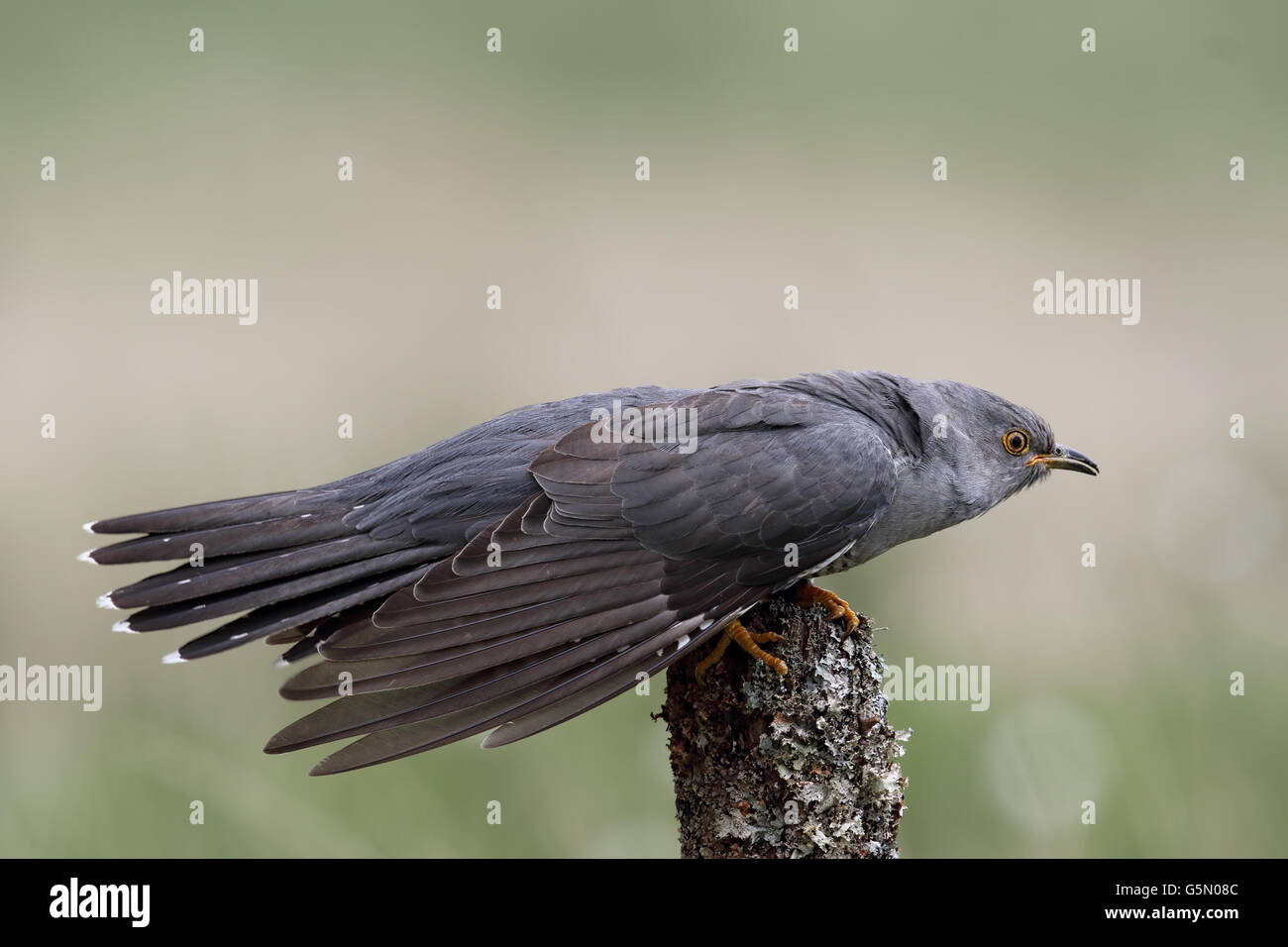 Adult male cuckoo hi-res stock photography and images - Alamy
