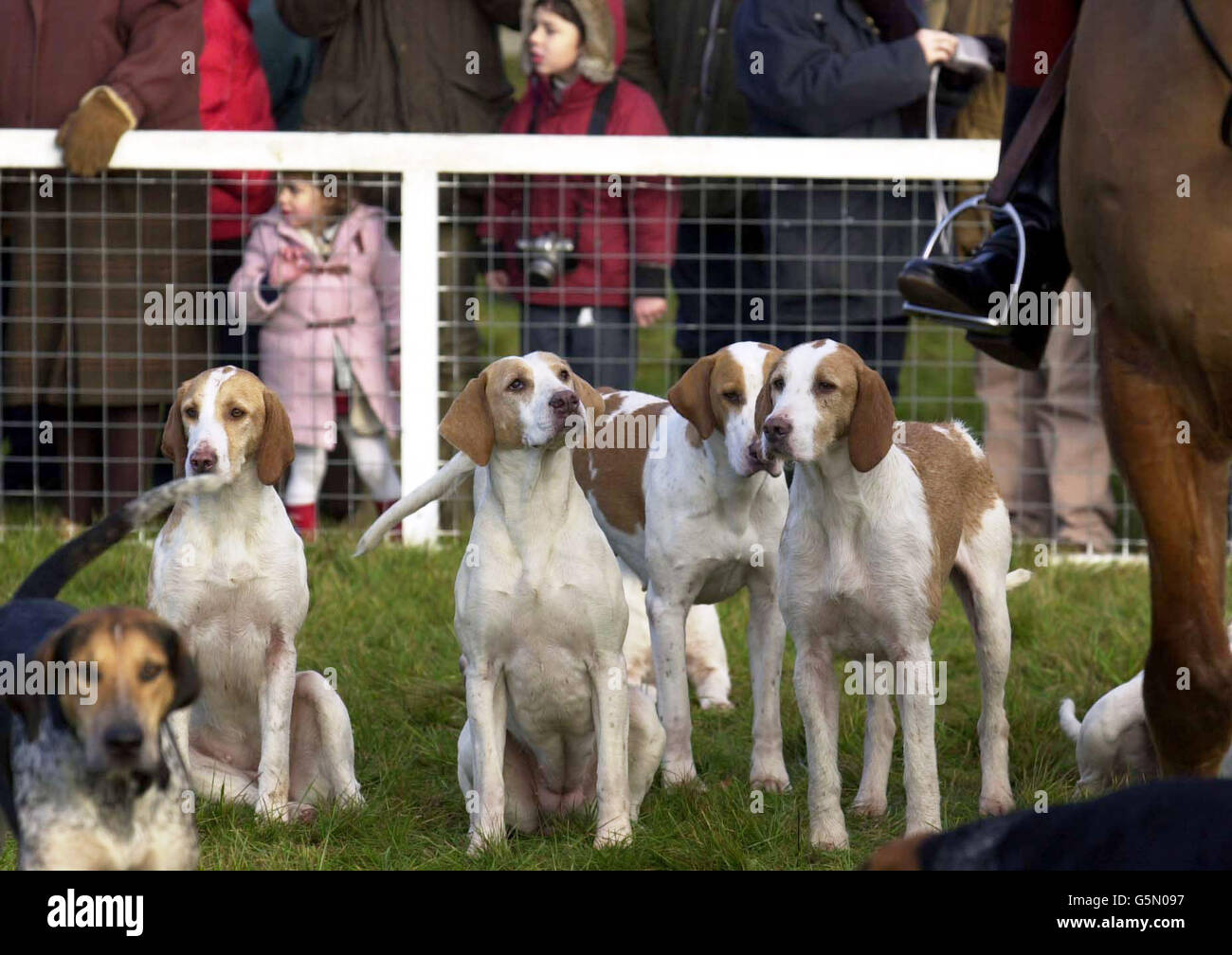 Duke beauforts hounds start boxing day fox hunt worcester lodge hi-res ...