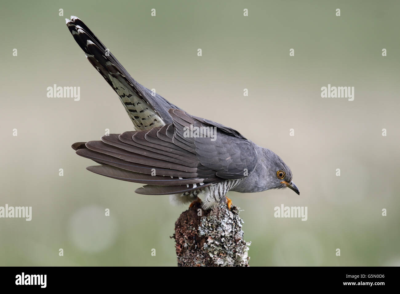 Wild adult Male Cuckoo (Cuculus canorus) perched. Image taken in ...