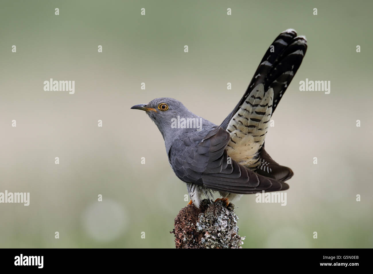 Wild adult Male Cuckoo (Cuculus canorus) perched. Image taken in ...