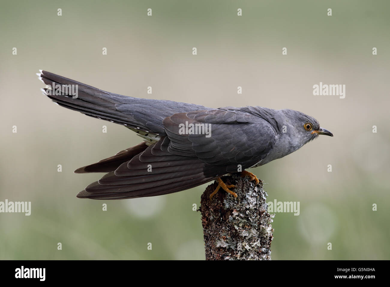 Adult male cuckoo hi-res stock photography and images - Alamy