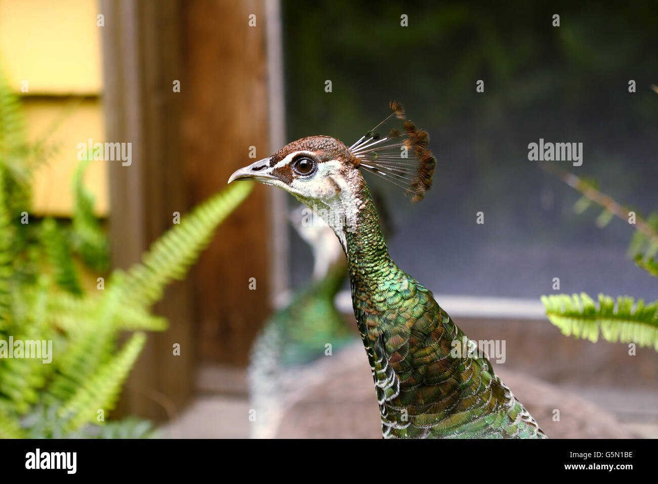 Peacock and peahen hi-res stock photography and images - Alamy