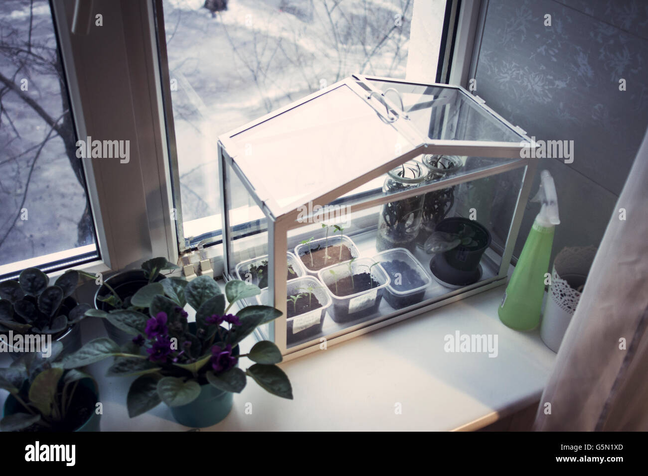 Terrarium plants growing in window Stock Photo - Alamy