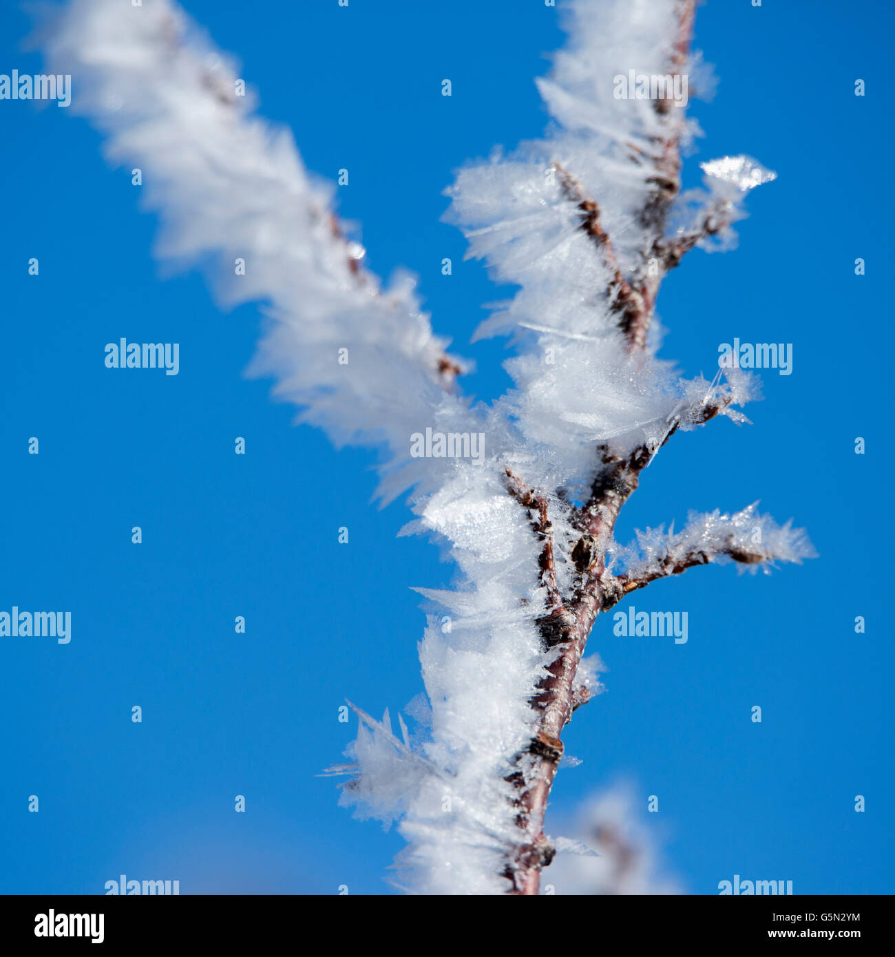 Frosty tree limb hi-res stock photography and images - Alamy