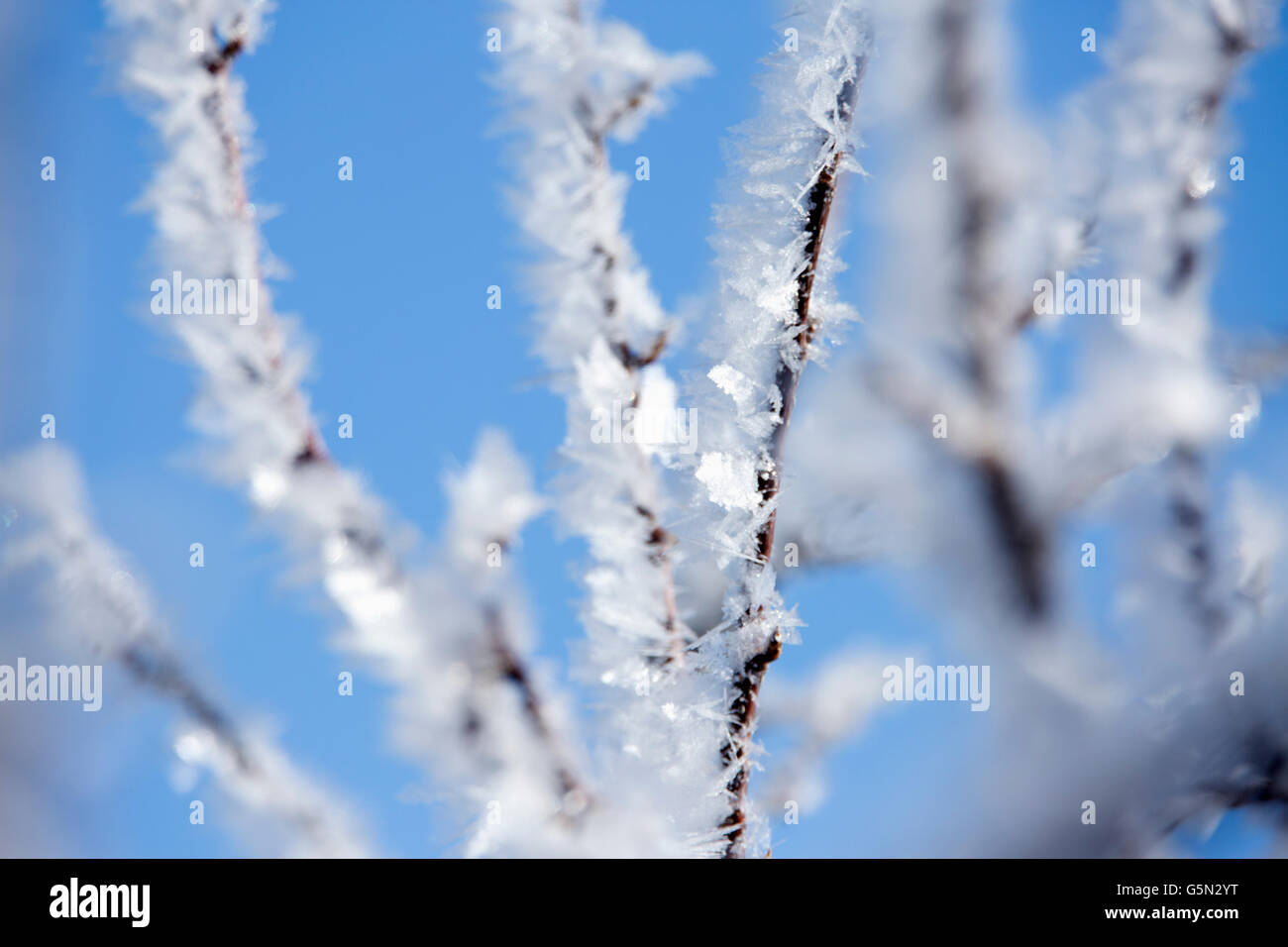 Frosty tree limb hi-res stock photography and images - Alamy