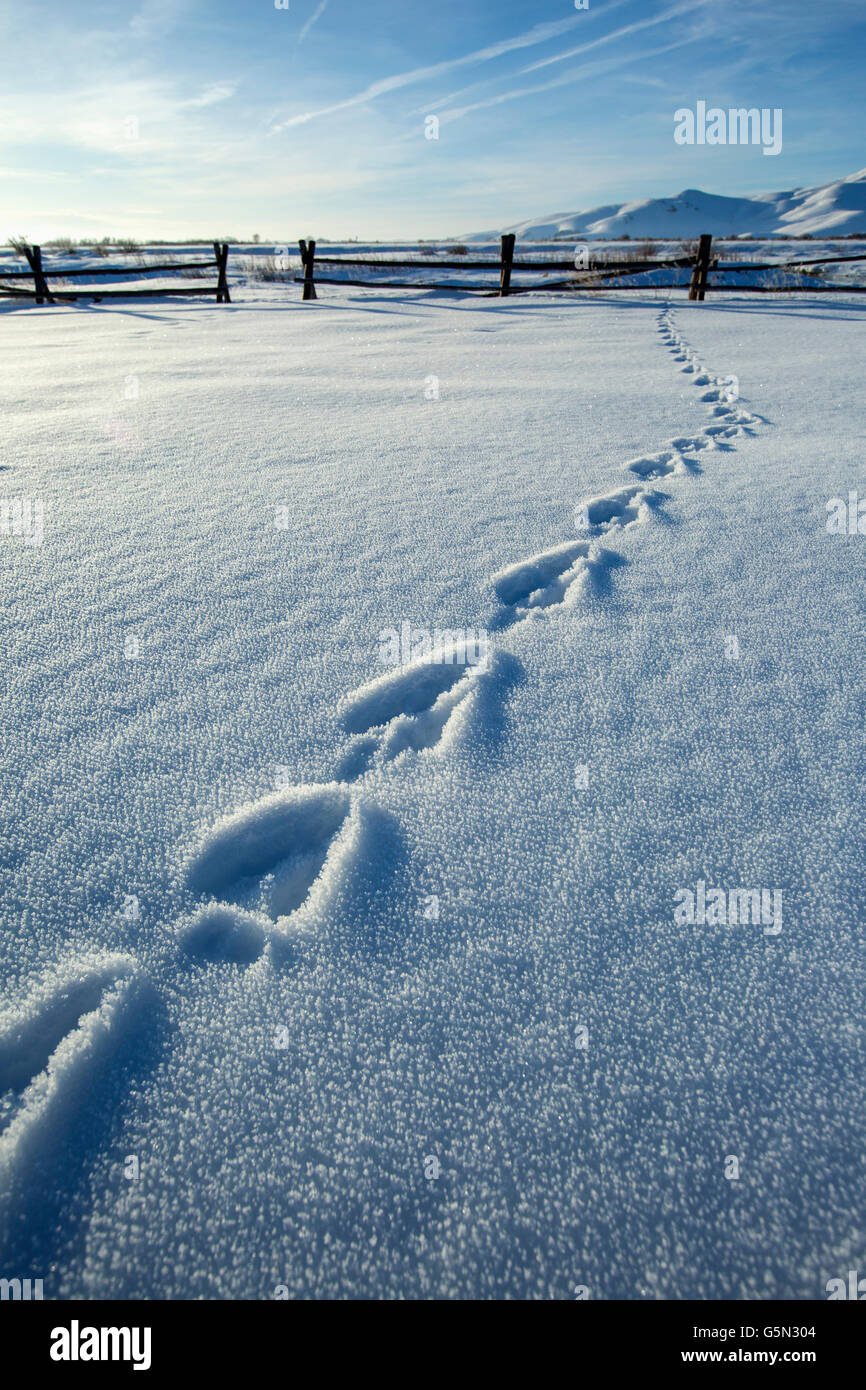 Footprints in snowy farm field Stock Photo - Alamy