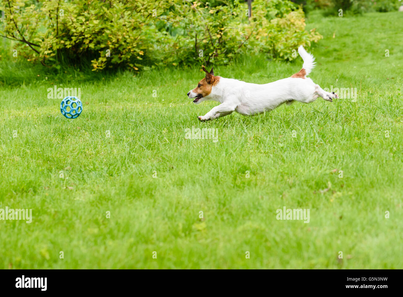 Side view of dog running and chasing a ball, playing at back yard Stock ...