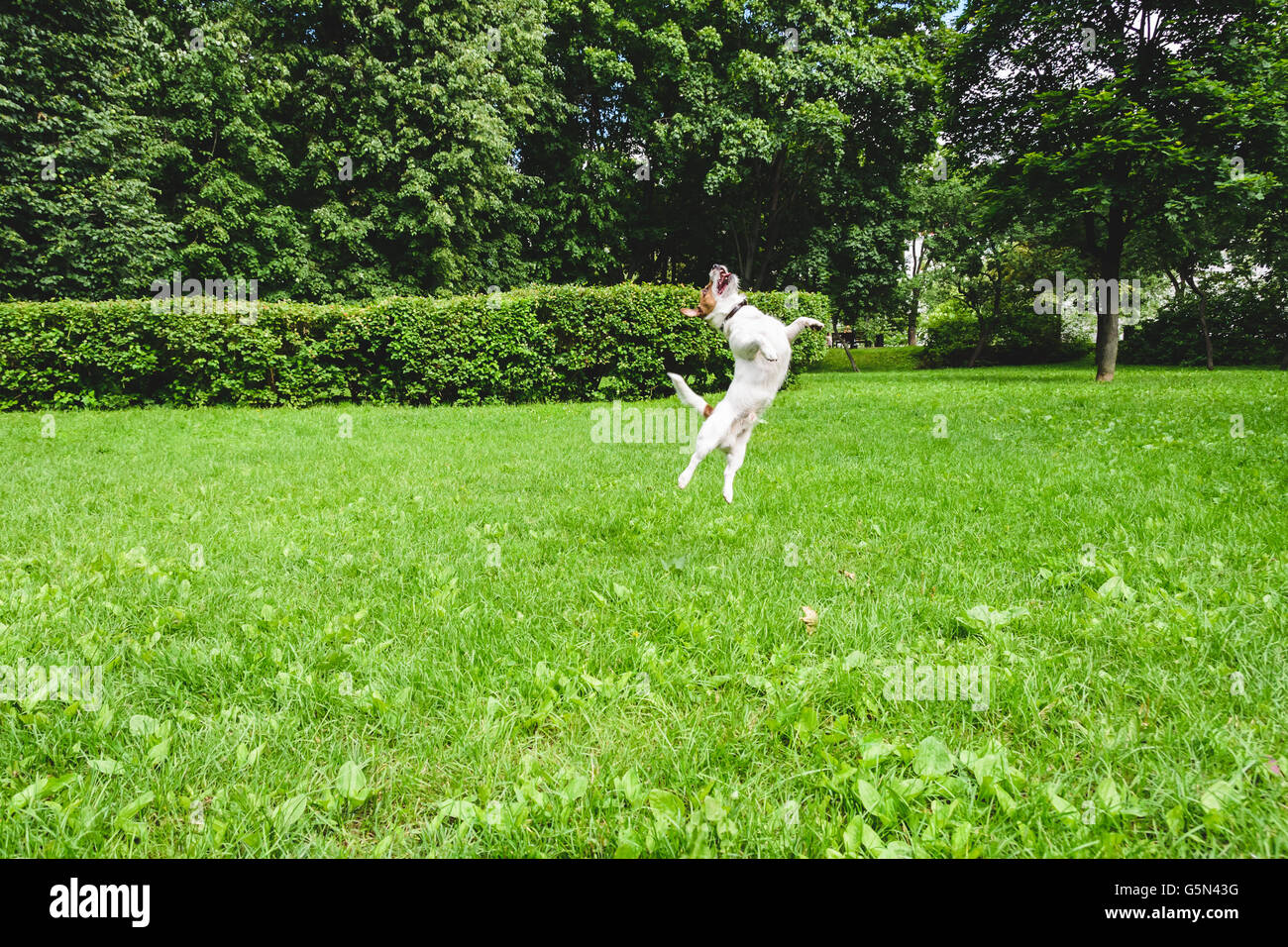 Dog dancing ballet at big lawn at park Stock Photo - Alamy