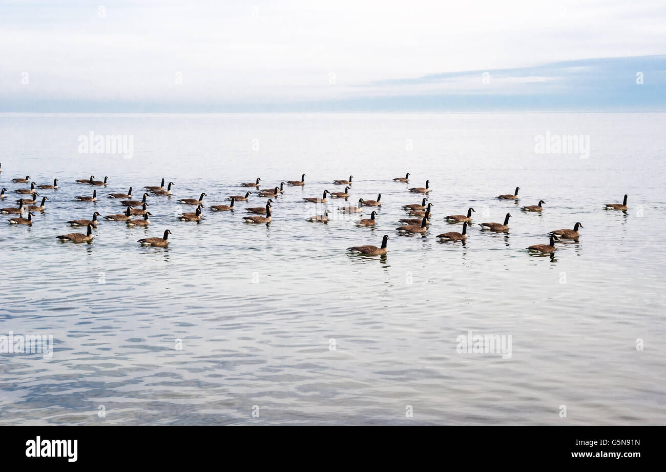 Group of goose swim hi-res stock photography and images - Alamy