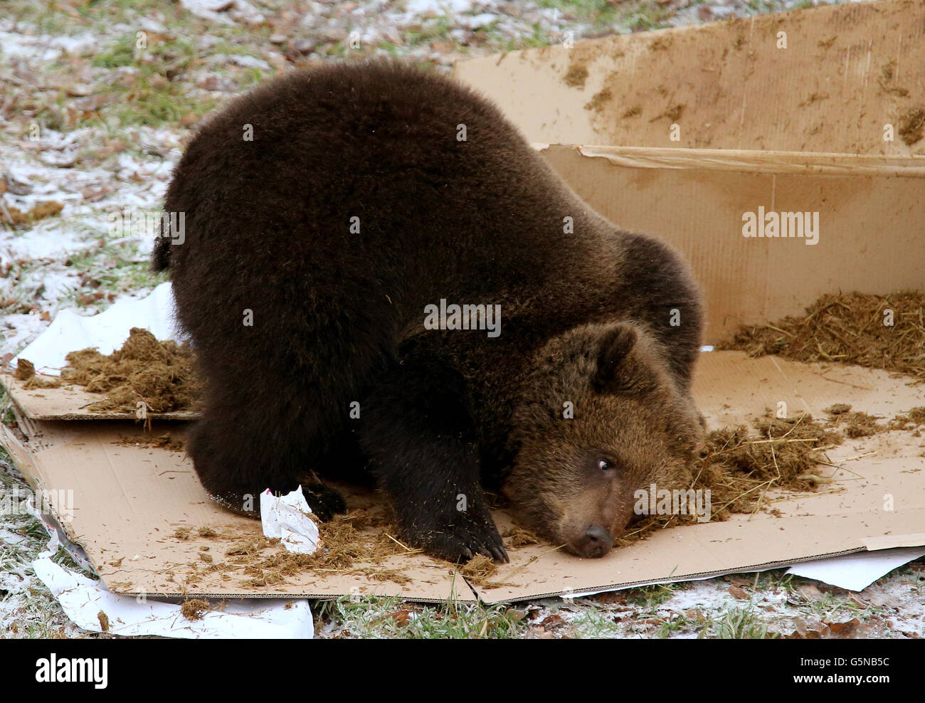 Loki the one year old European brown bear, rolls in elephant dung as he ...