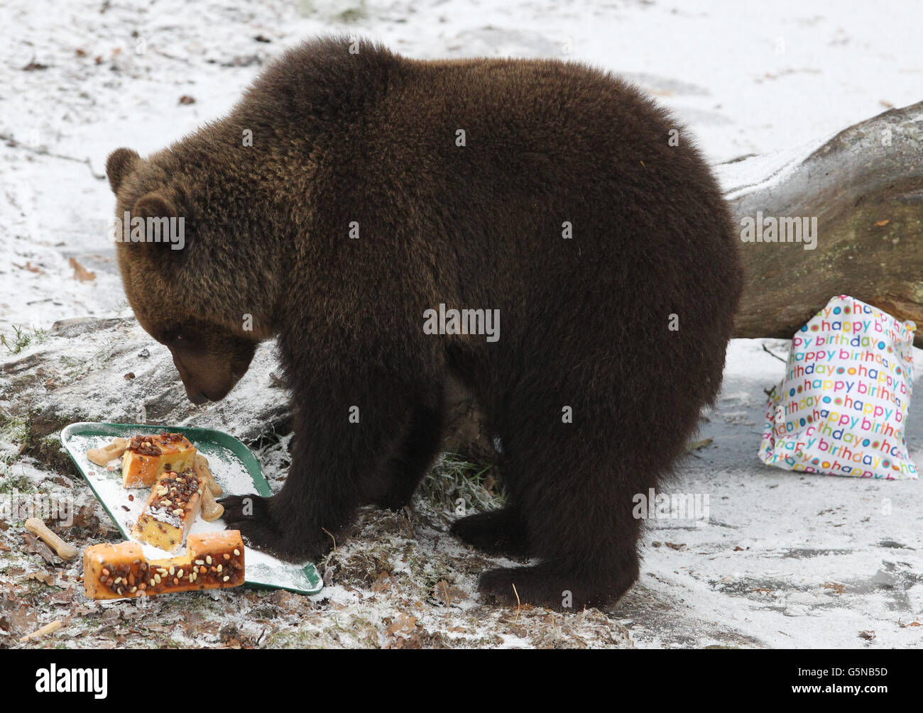 Brown Bear Celebrates Birthday High Resolution Stock Photography and ...