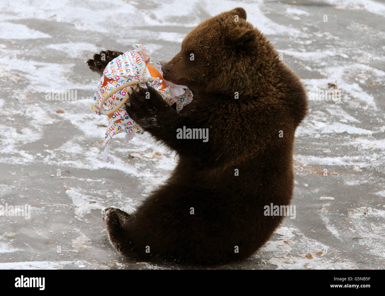 Loki the one year old european brown bear hi-res stock photography and ...