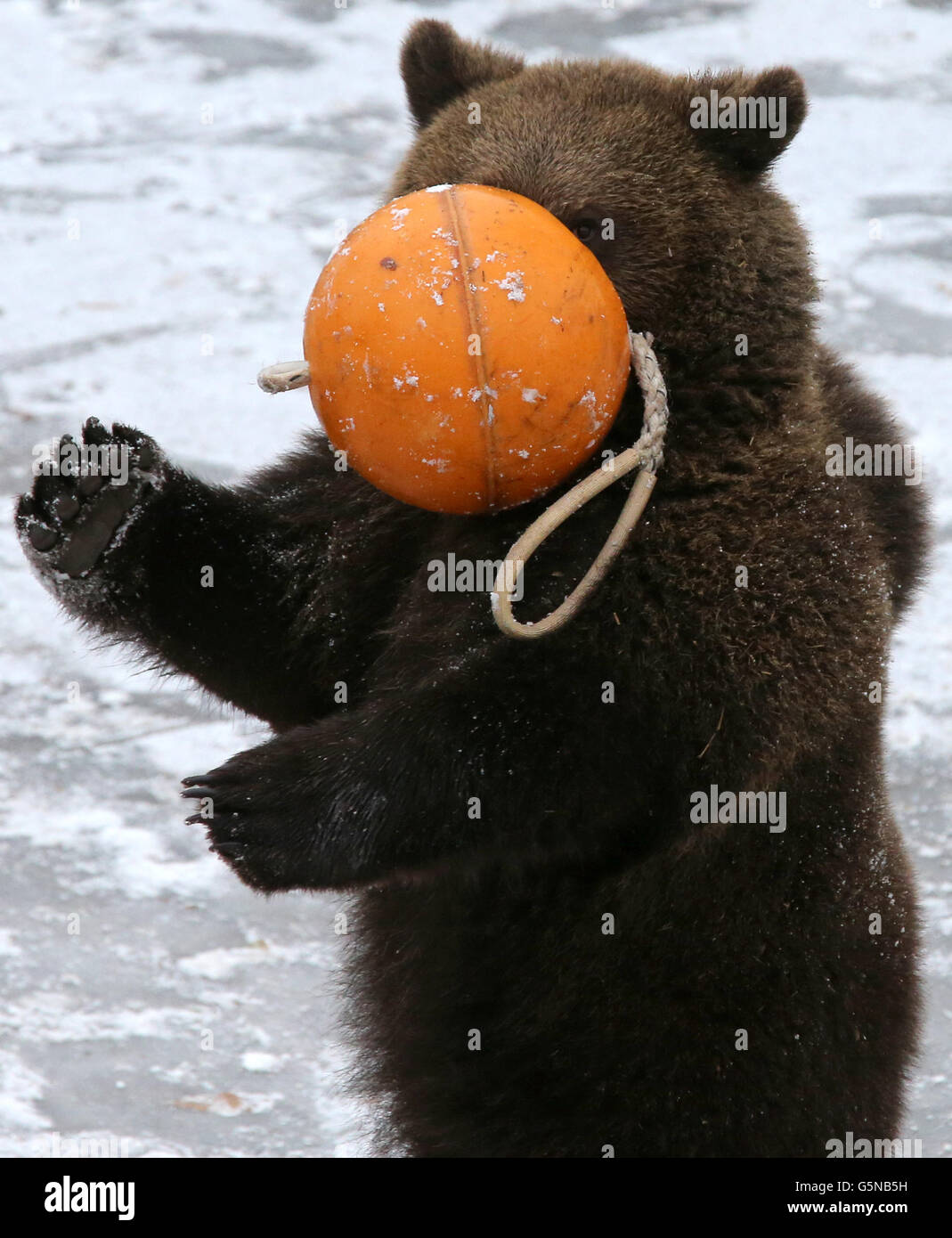 Stuck bear hi-res stock photography and images - Alamy