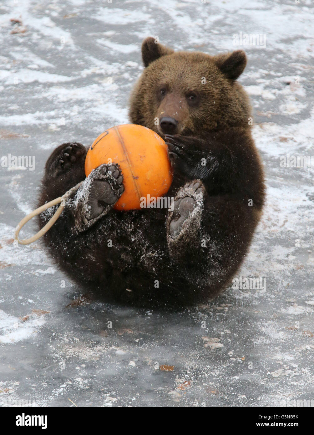 Brown bear celebrates birthday Stock Photo - Alamy