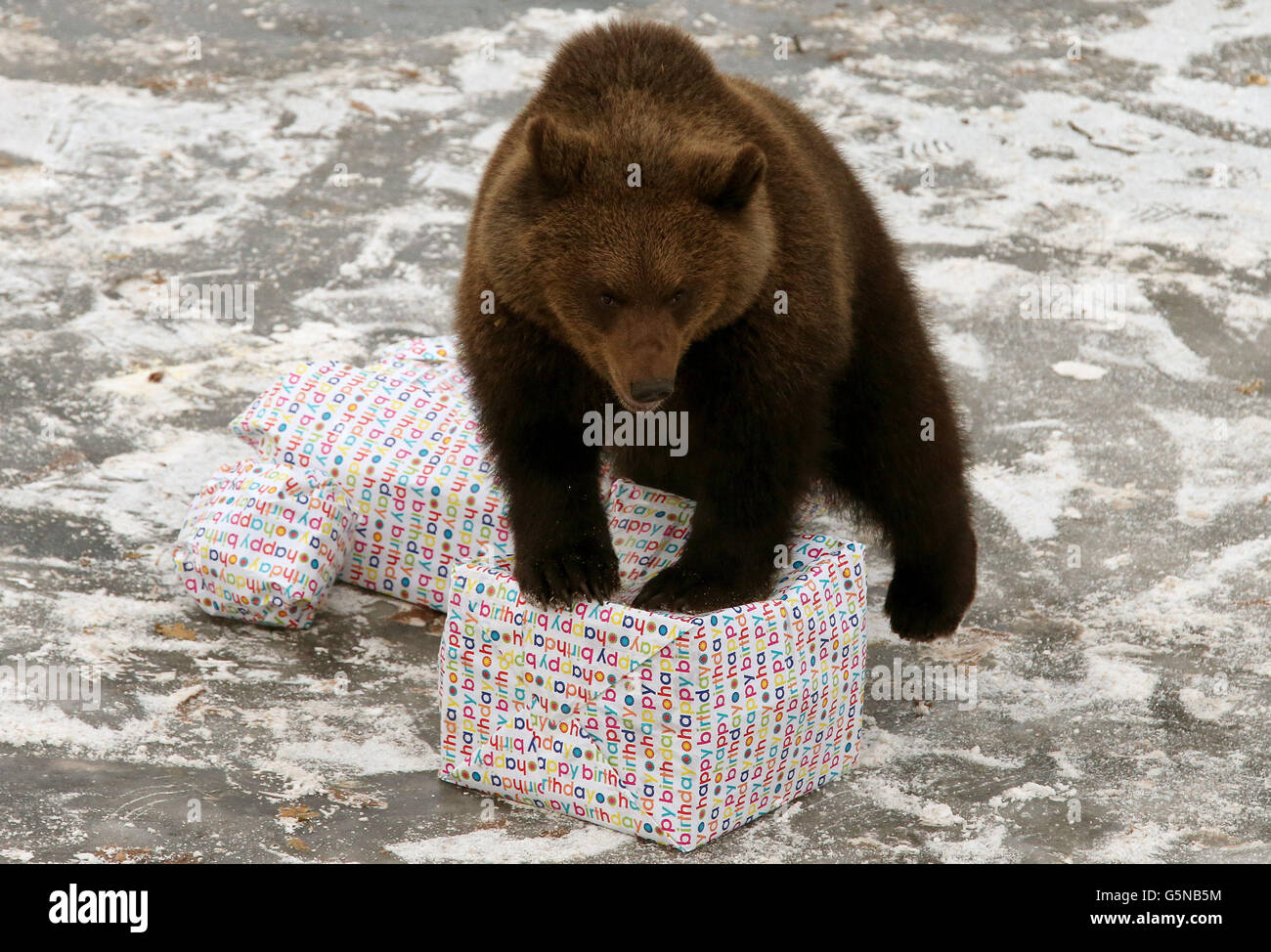 Brown bear celebrates birthday Stock Photo - Alamy