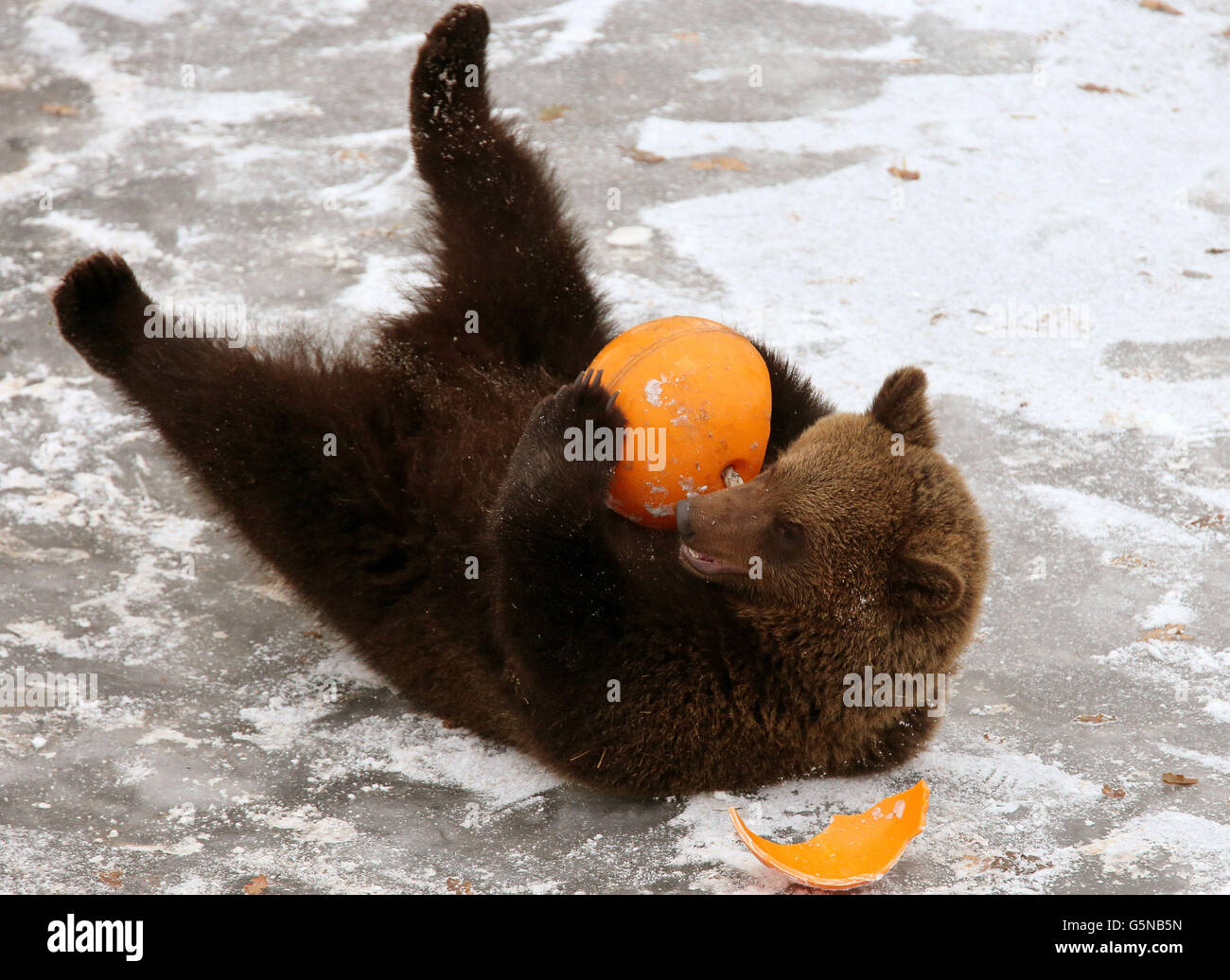 Brown bear celebrates birthday Stock Photo - Alamy